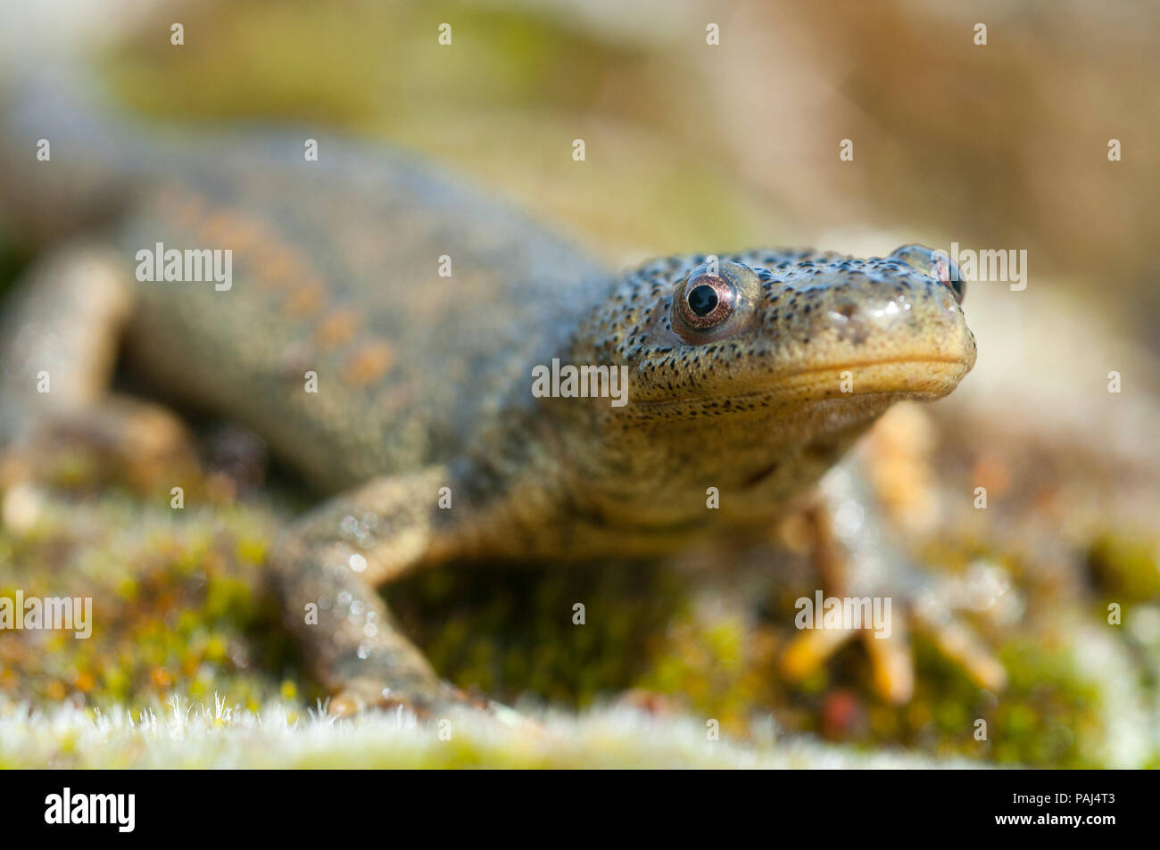 Young newts hi-res stock photography and images - Alamy