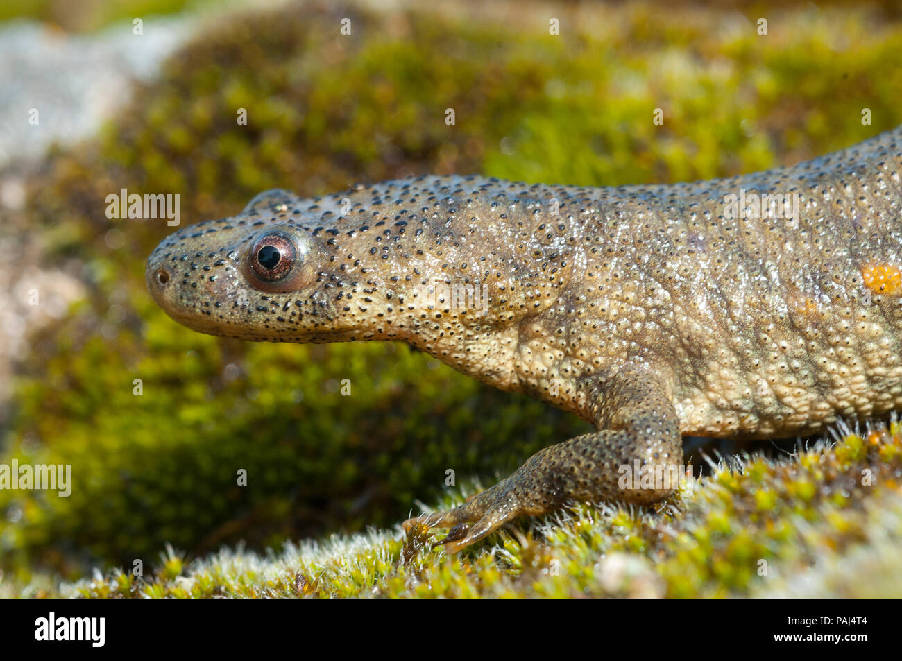 Spanish ribbed newt (Pleurodeles waltl Stock Photo - Alamy