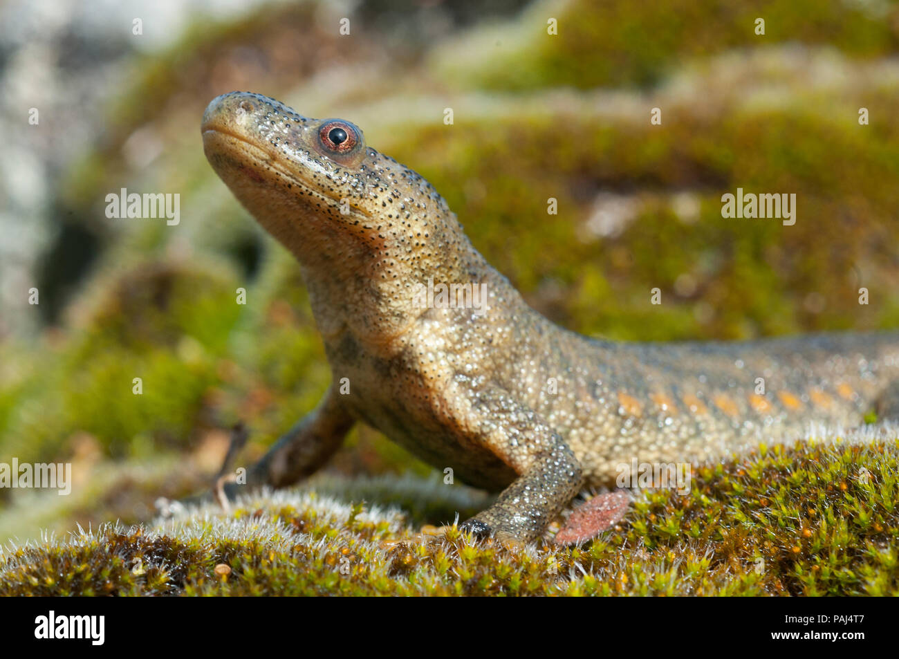 Spanish ribbed newt (Pleurodeles waltl Stock Photo - Alamy