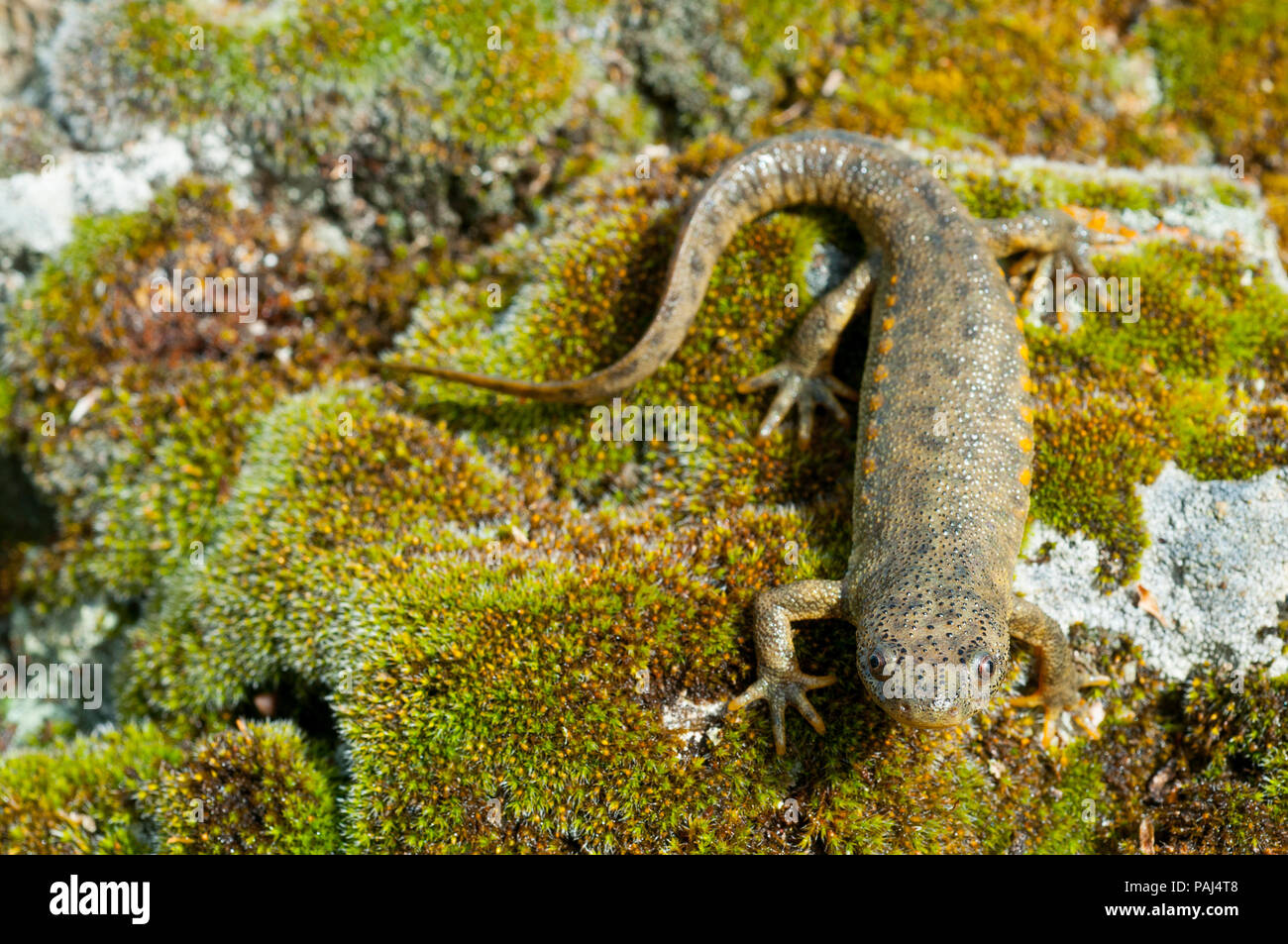 Spanish ribbed newt (Pleurodeles waltl Stock Photo - Alamy