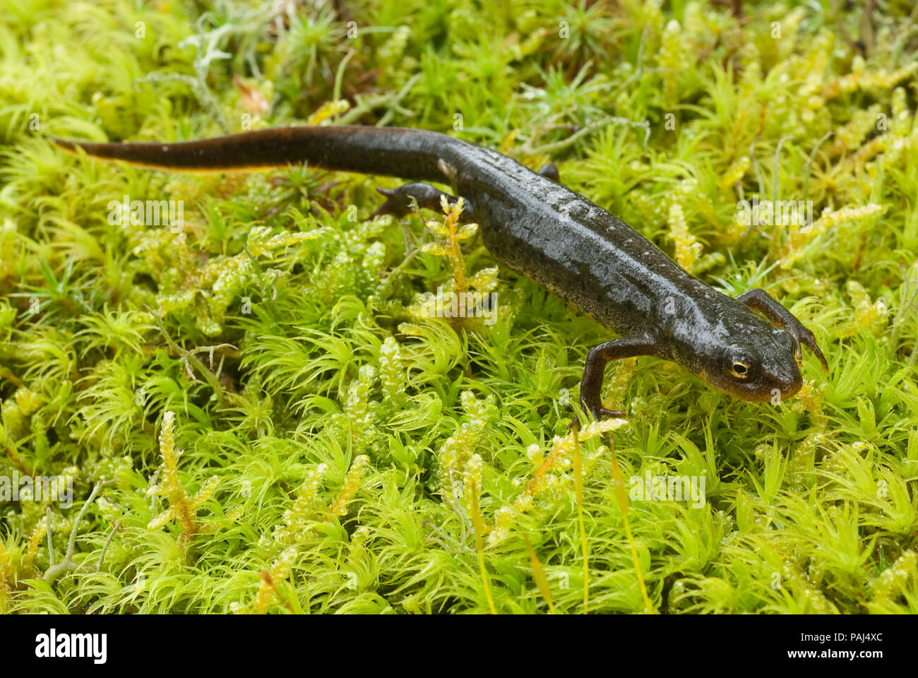 Triturus boscai, Lissotriton boscai, Triton, Anfibio, protected species ...