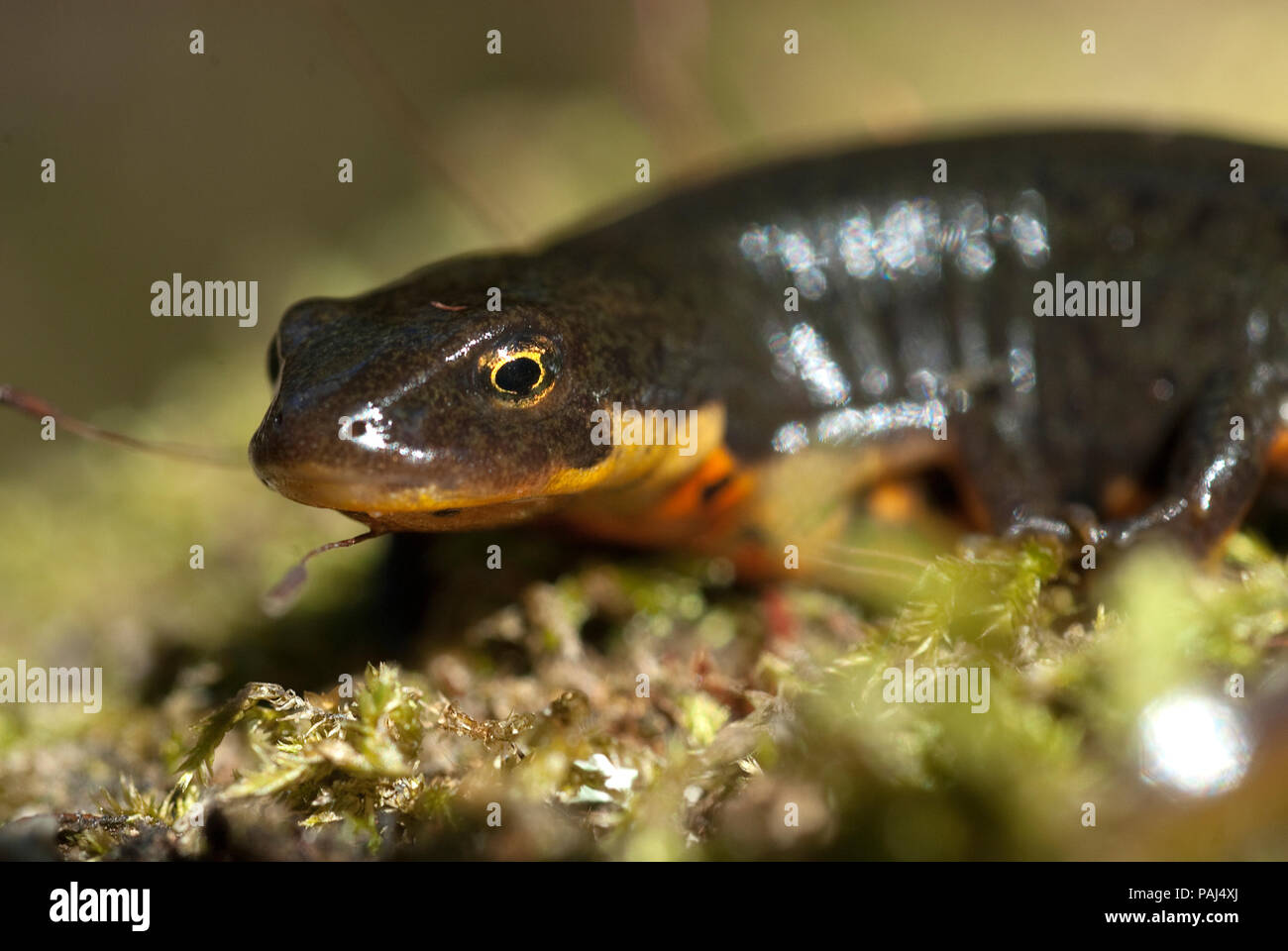 Triturus boscai, Lissotriton boscai, Triton, Anfibio, protected species ...