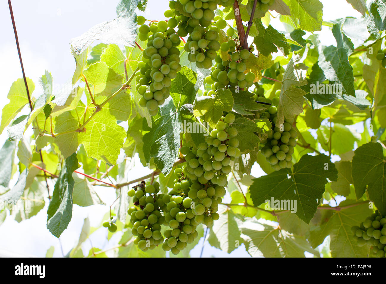 Weintraube hi-res stock photography and images - Alamy