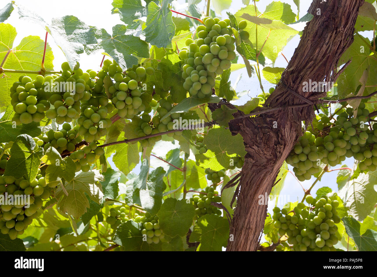 Weintraube weintrauben hi-res stock photography and images - Alamy