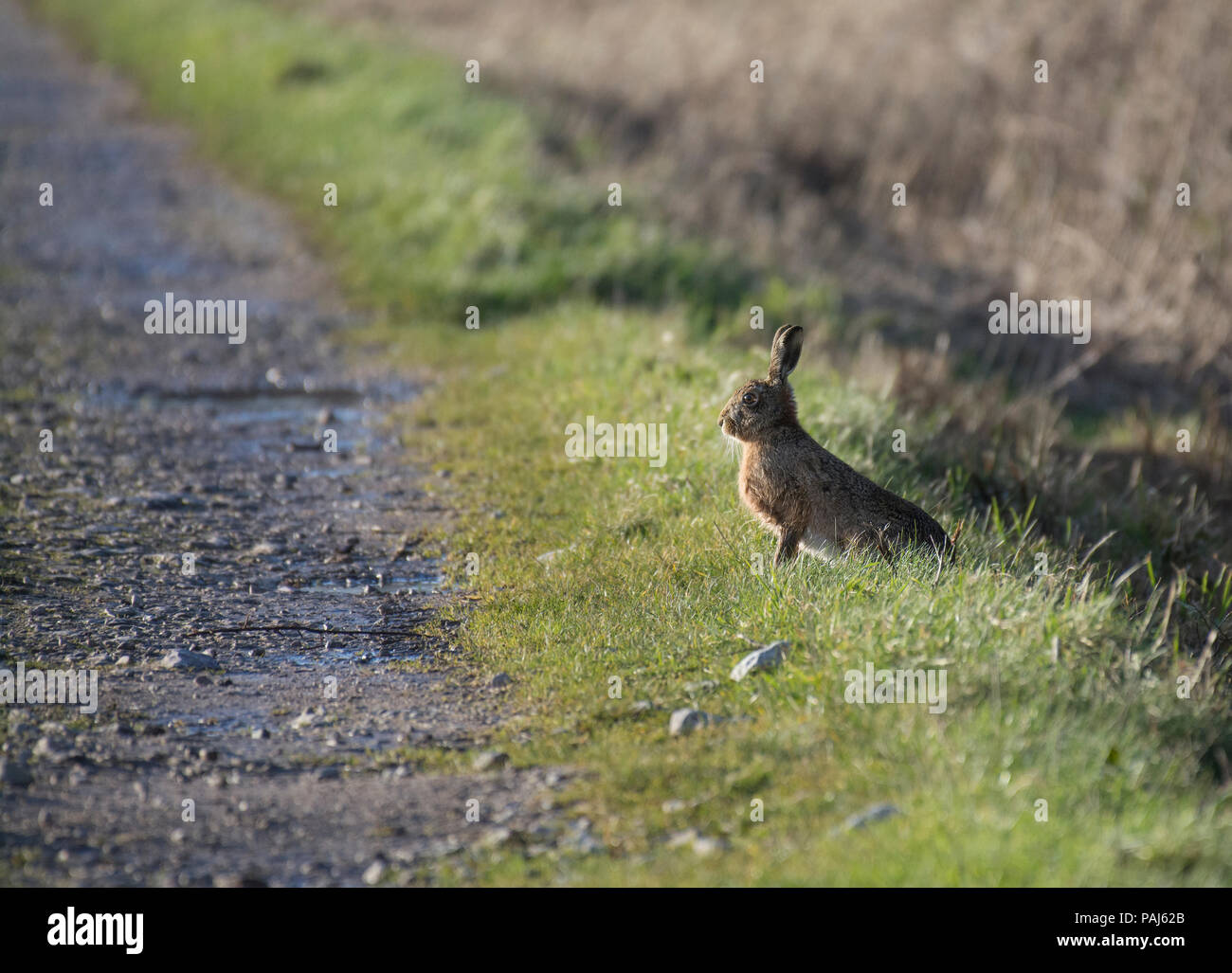 European Brown Hare, Lepus europaeus, stood on edge of path, Lancashire ...