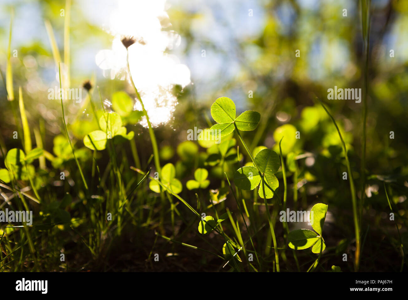 Clovers growing in nature Stock Photo - Alamy