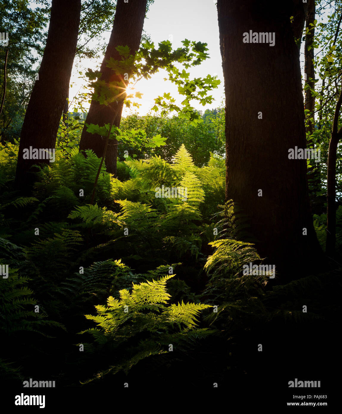 Sun shining through forest ferns hi-res stock photography and images ...