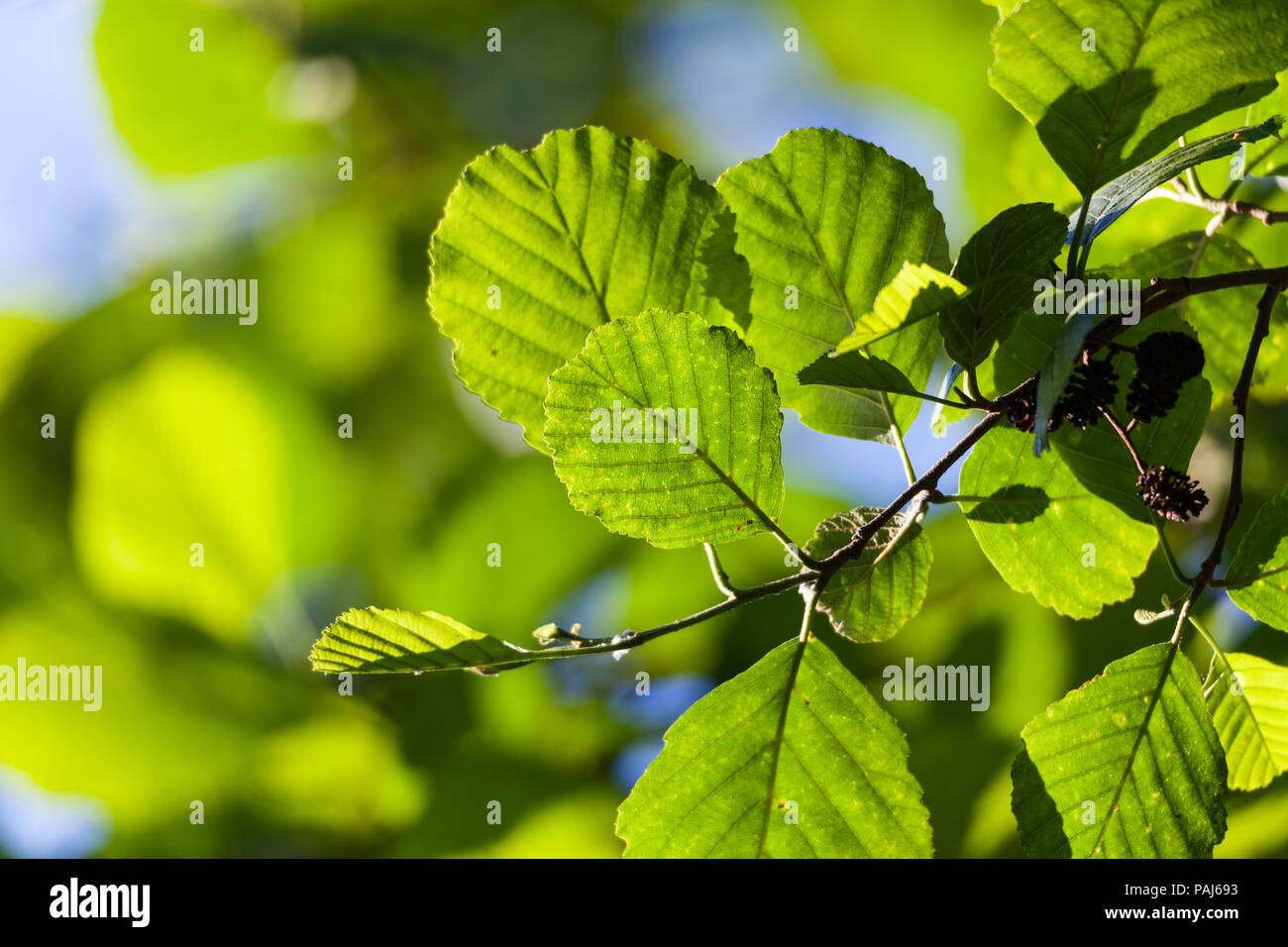 Fresh alder leaf background hi-res stock photography and images - Alamy