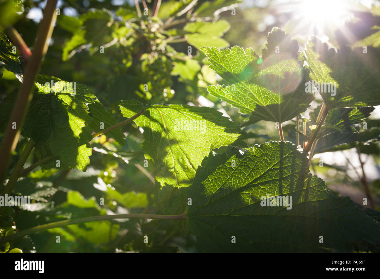 Red currant leaves in sunlight Stock Photo - Alamy