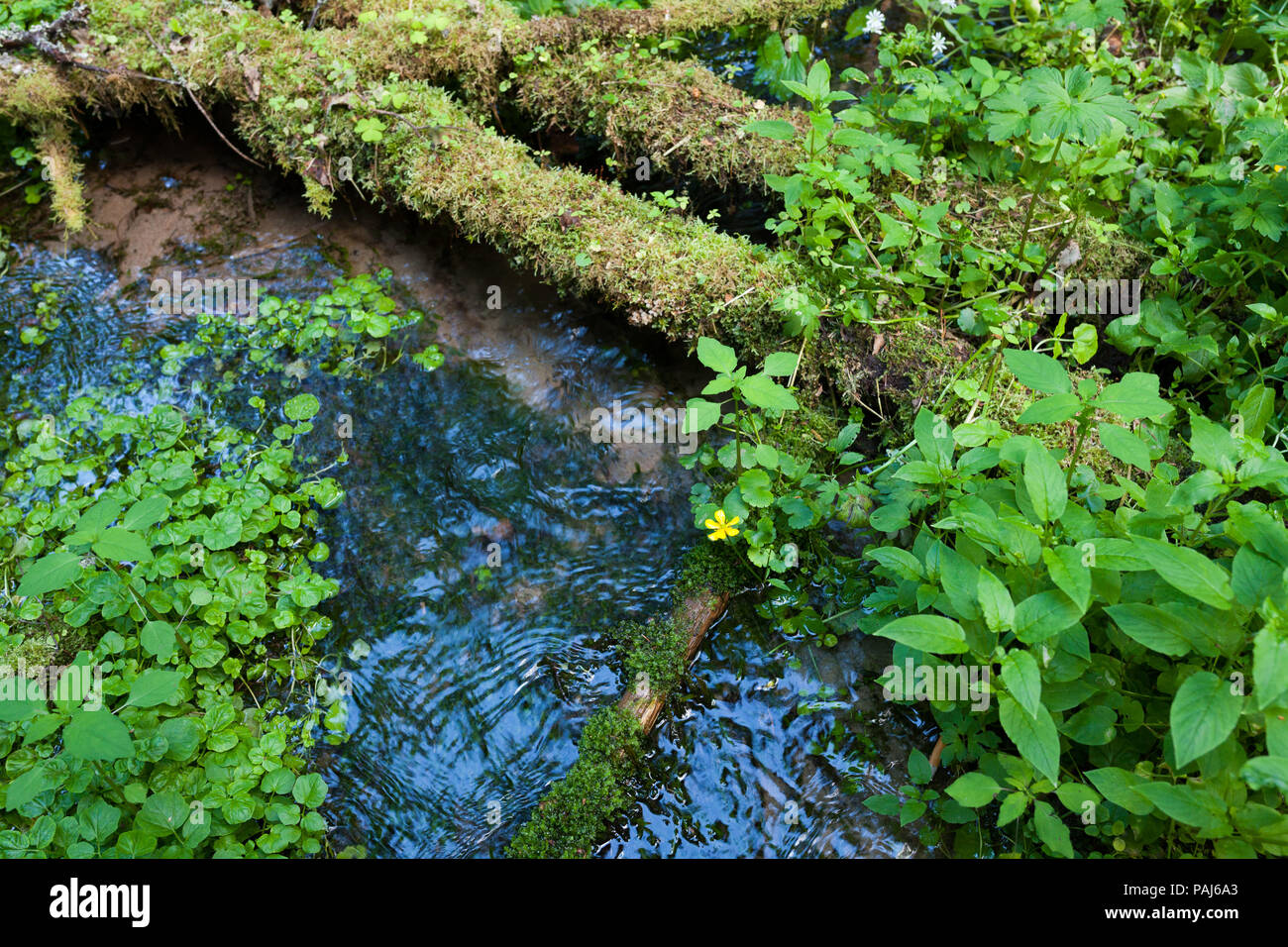 Small creek clear running water hi-res stock photography and images - Alamy