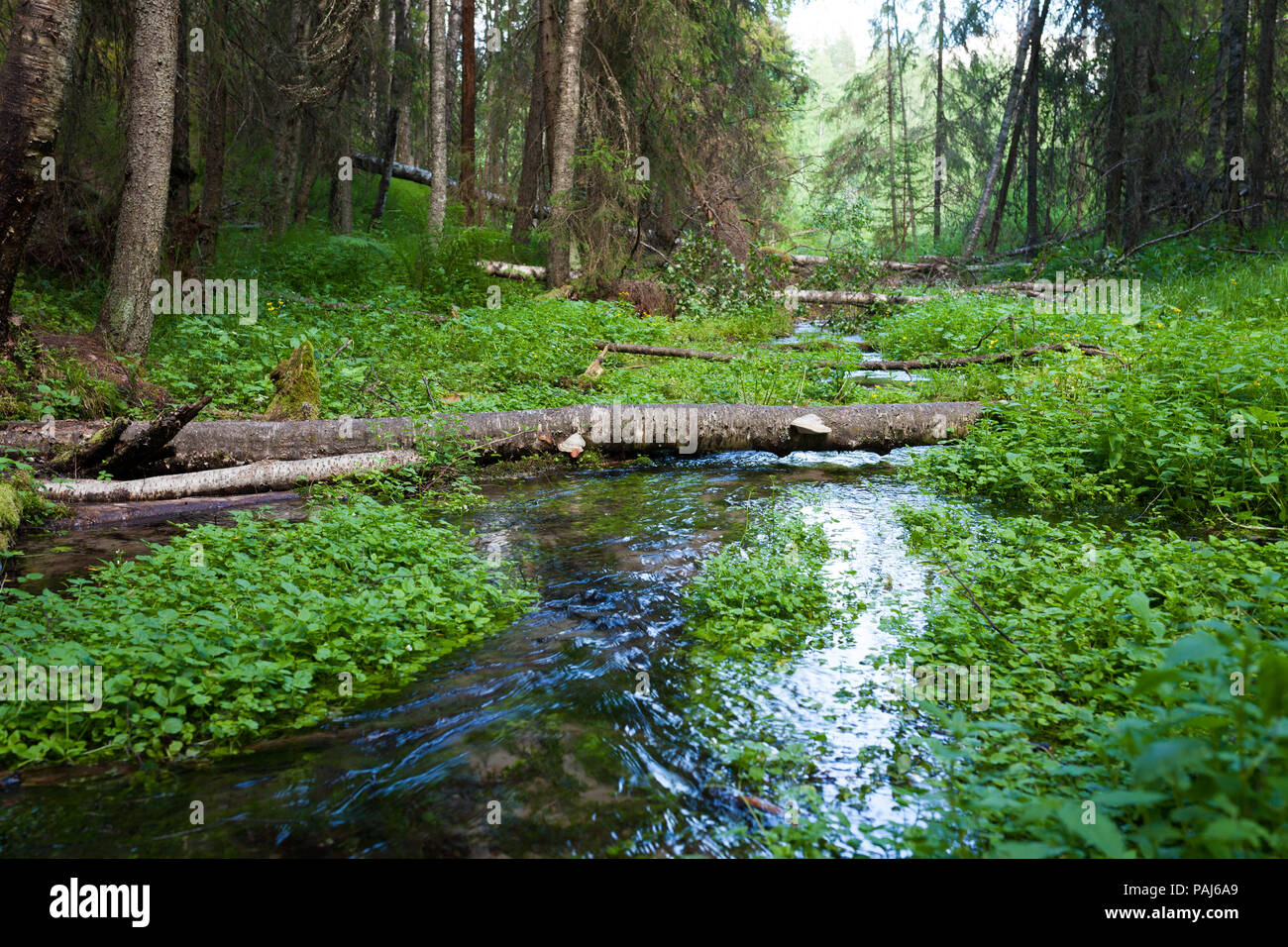 Small creek clear running water hi-res stock photography and images - Alamy