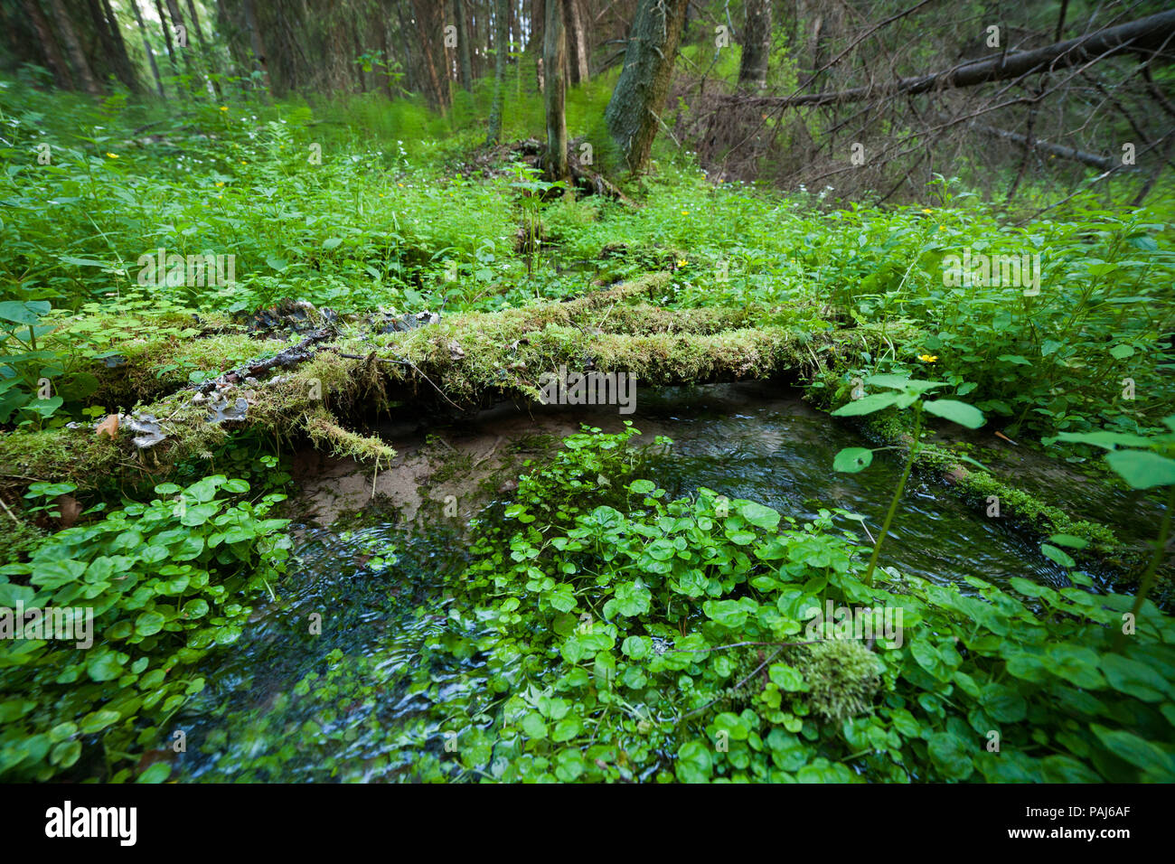 Small creek clear running water hi-res stock photography and images - Alamy