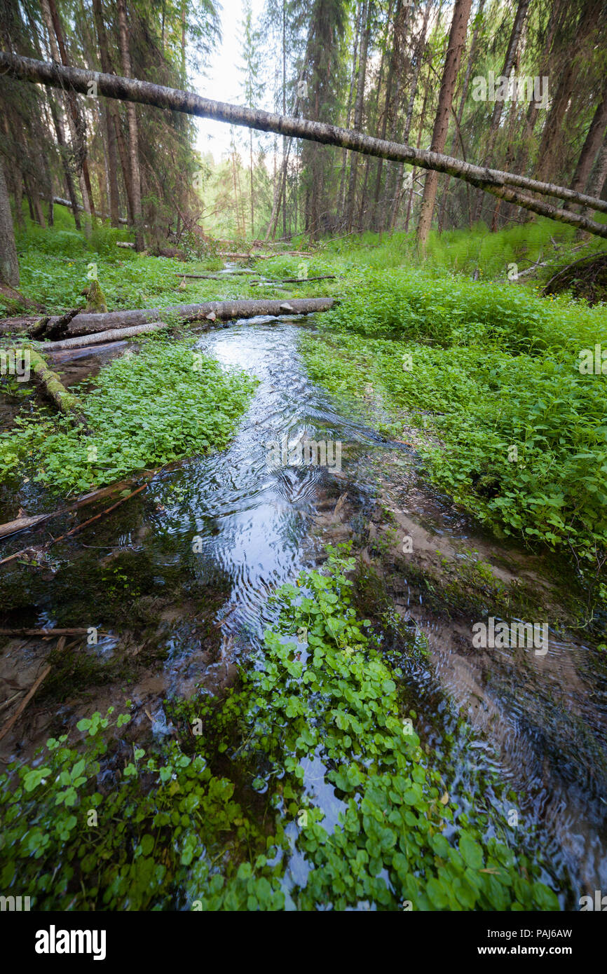 Small spring in forest Stock Photo - Alamy