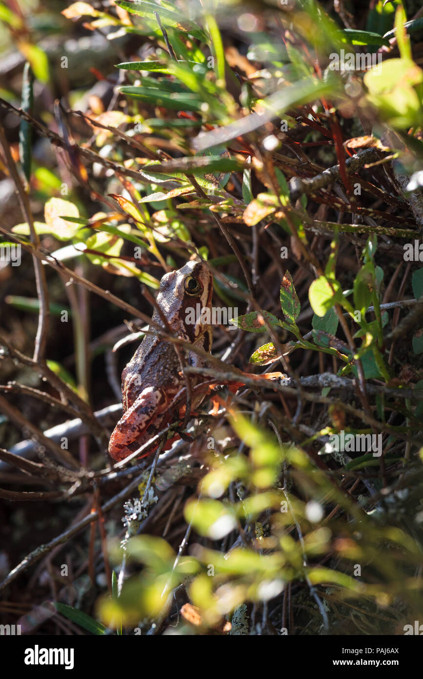 Forest amphibian species hi-res stock photography and images - Alamy