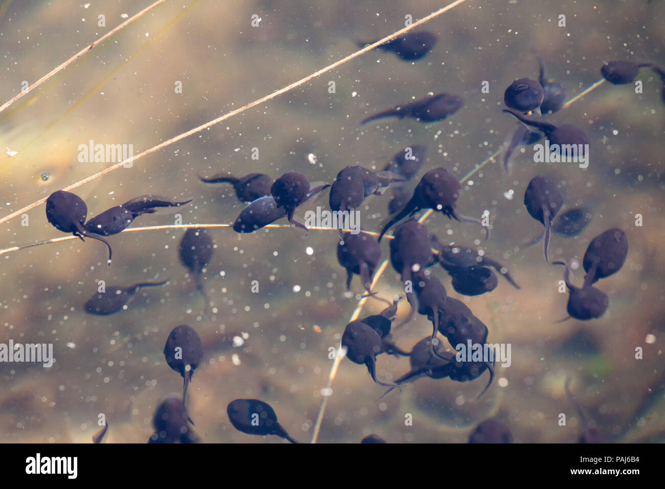 Many small black tadpoles swimming hi-res stock photography and images ...