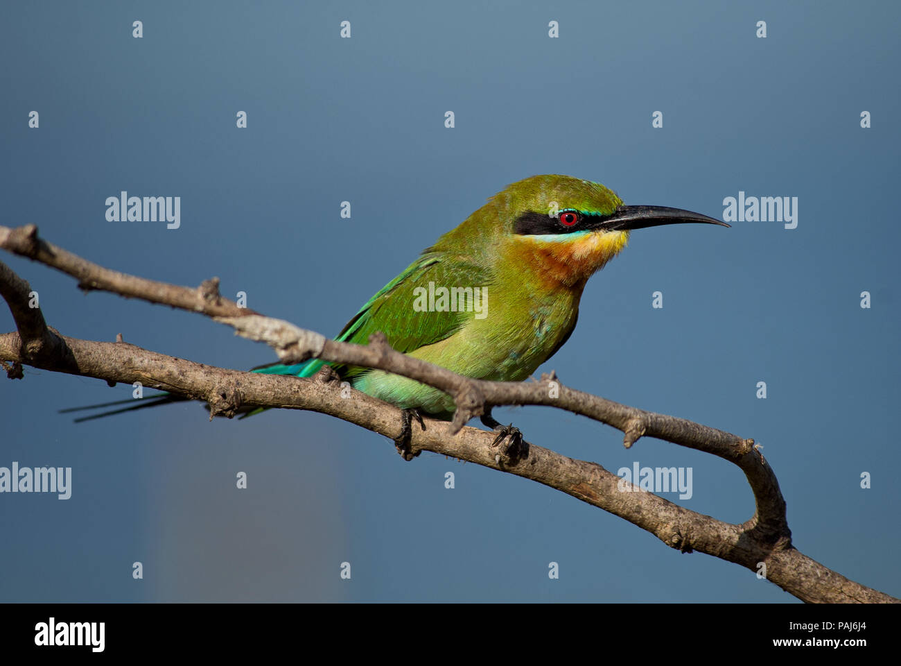Blue-tailed Bee-eater - Merops philippinus, beautiful colored bee-eater ...