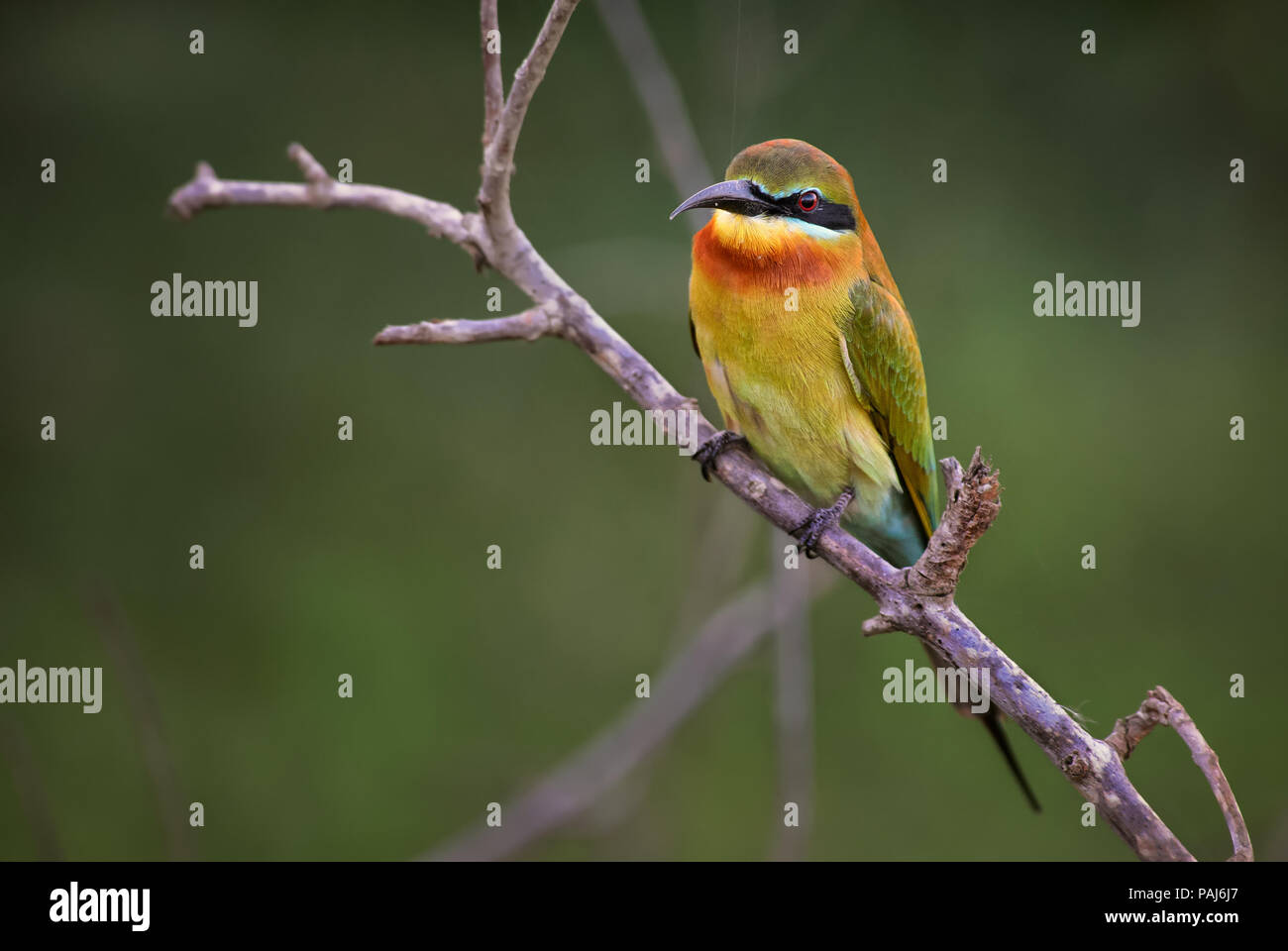 Blue-tailed Bee-eater - Merops philippinus, beautiful colored bee-eater ...