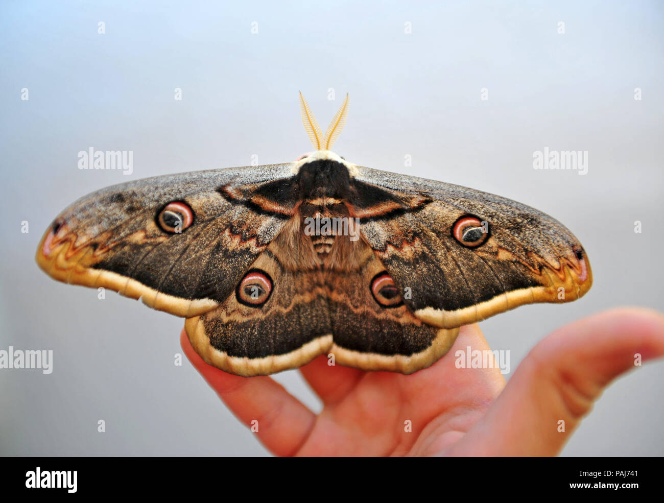 Eye butterfly hi-res stock photography and images - Alamy