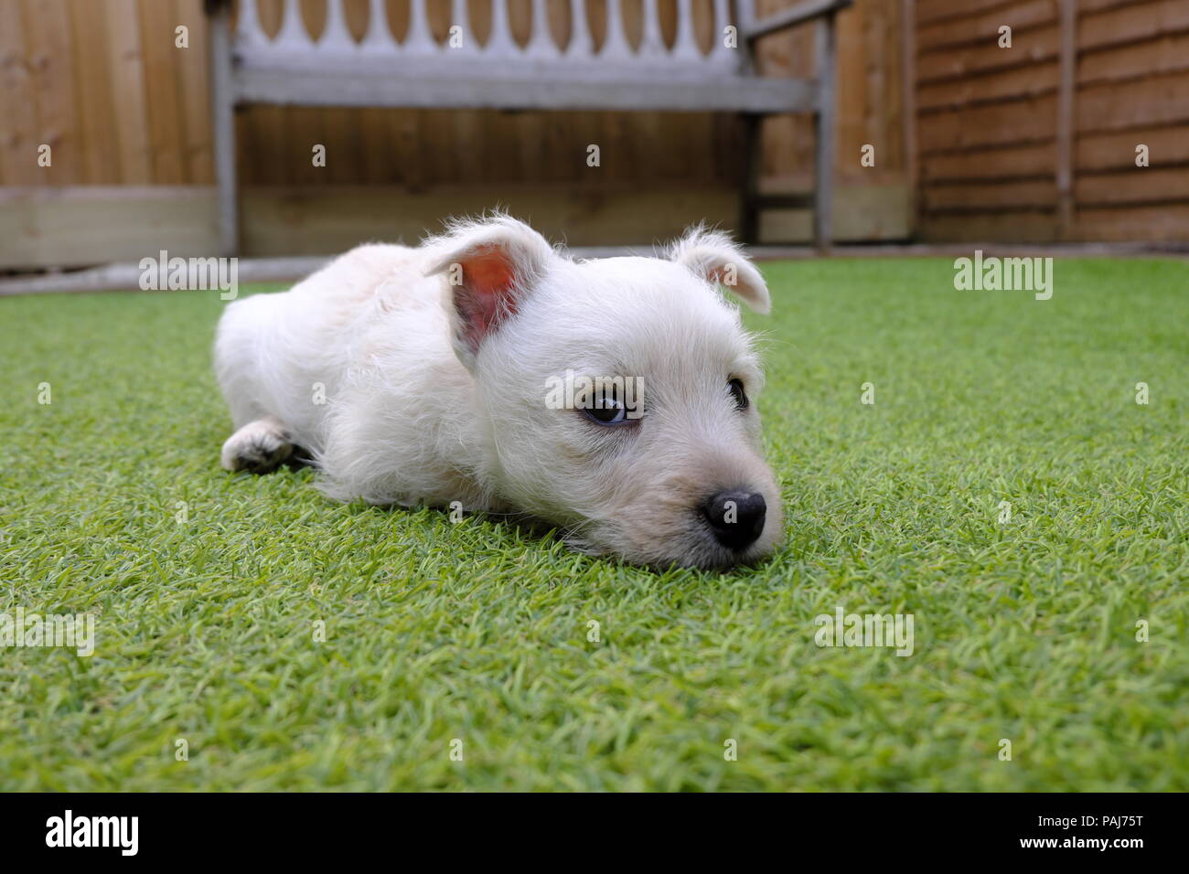 Puppies looking cute playing on astroturf Stock Photo - Alamy
