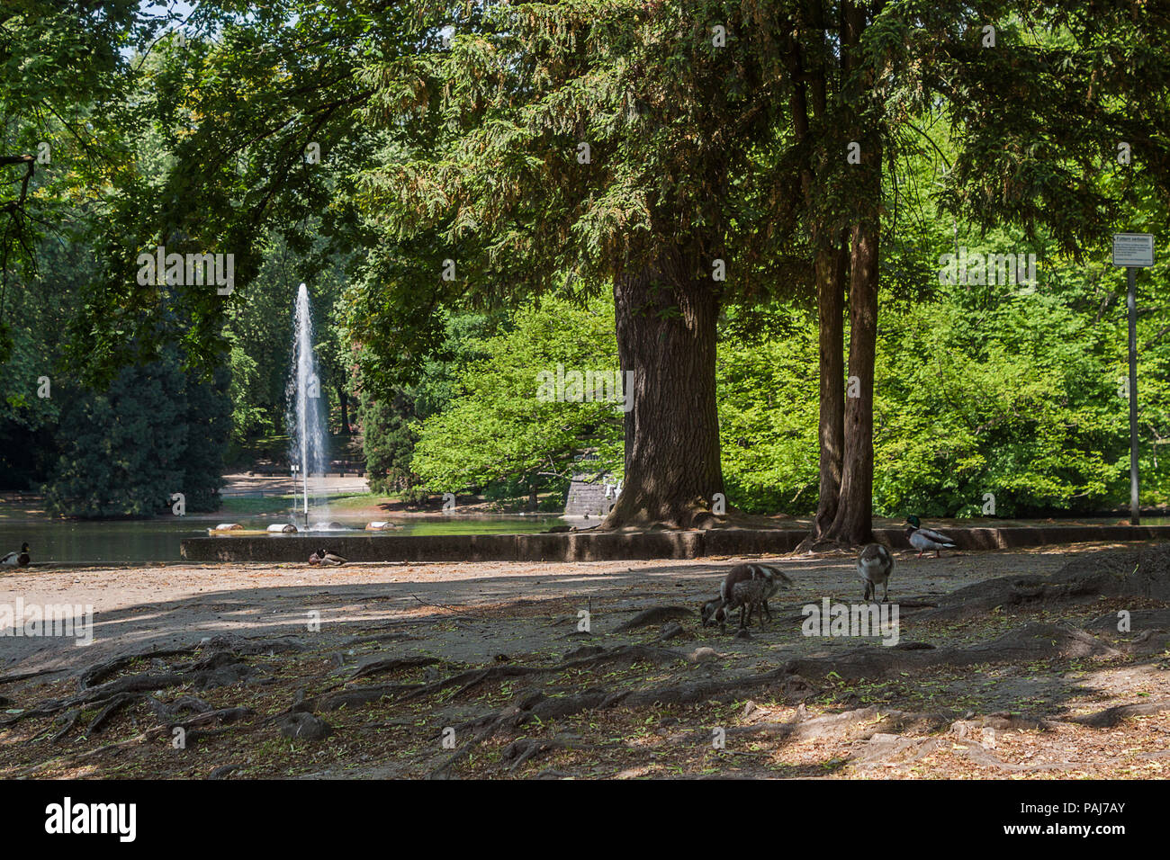 Beautiful park scene in public park with green grass field, green tree ...