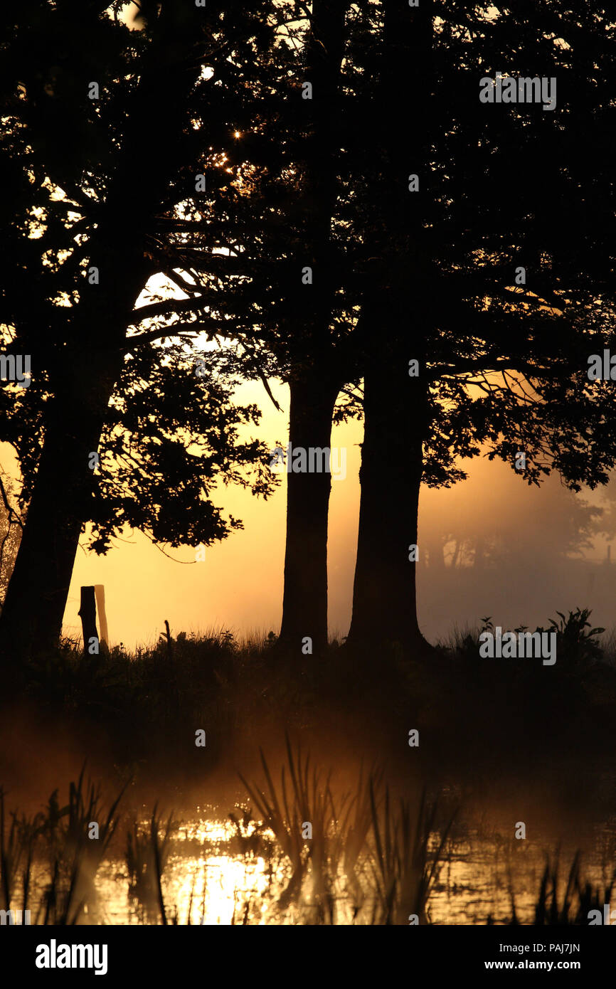 Sunrise behind trees Stock Photo - Alamy