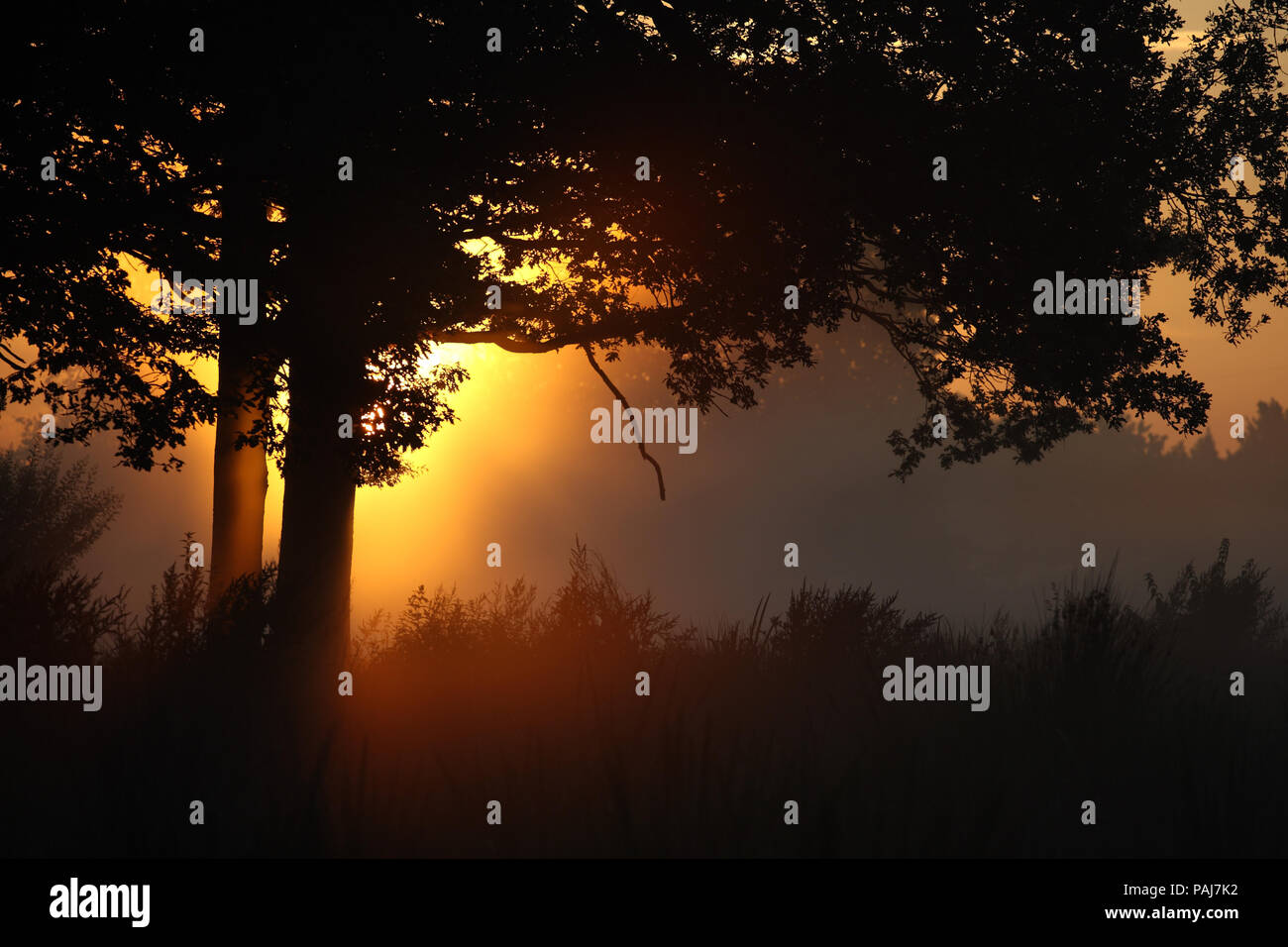 Sunrise behind trees Stock Photo - Alamy