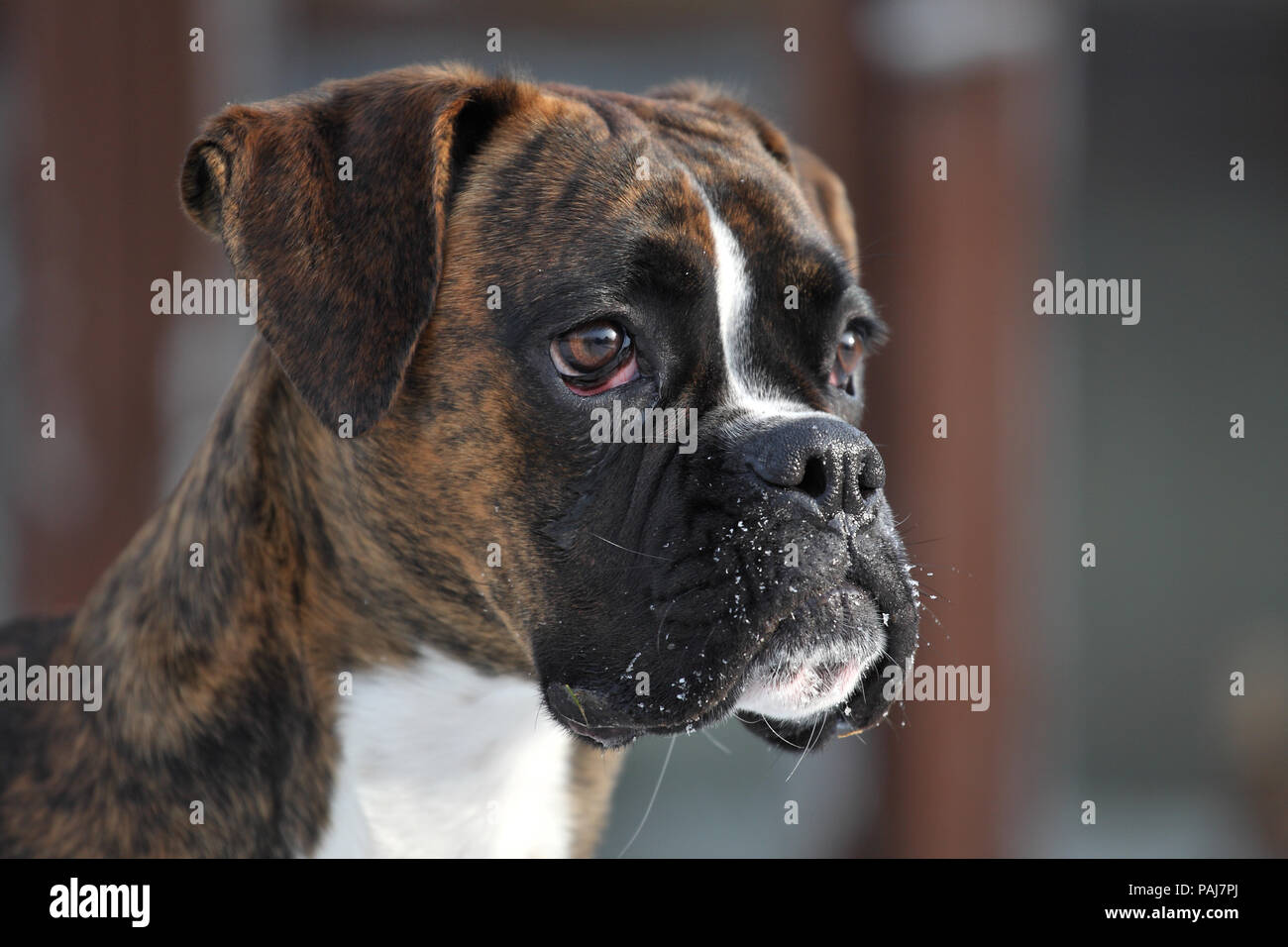 Striking at dog hi-res stock photography and images - Alamy