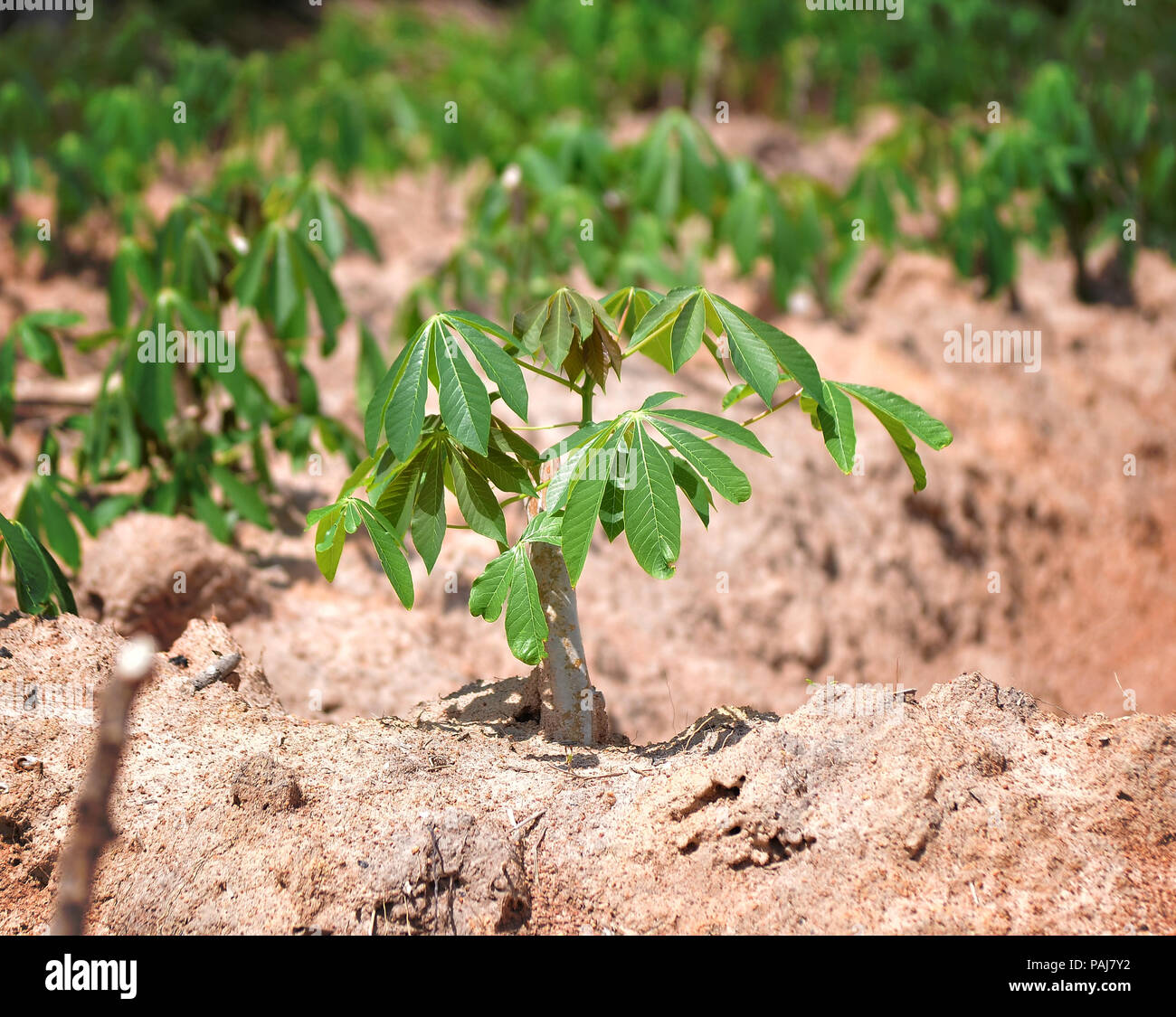 Cassava tree hi-res stock photography and images - Alamy