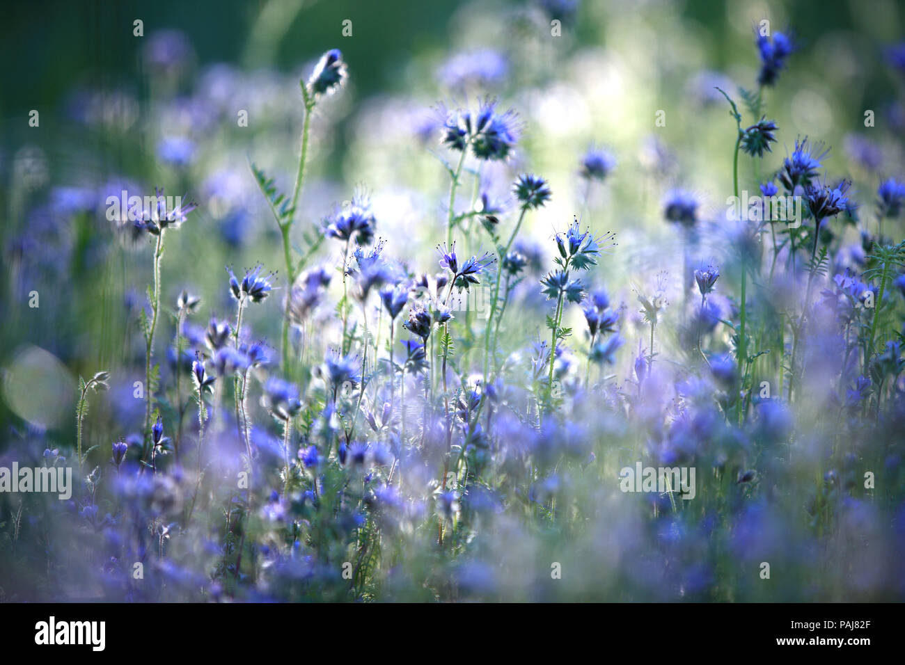 Corn flowers hi-res stock photography and images - Alamy