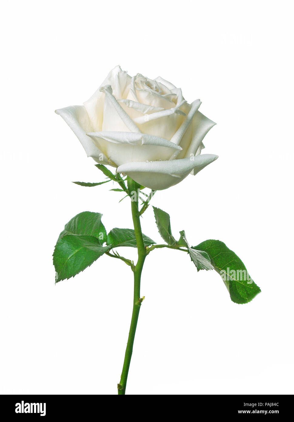 Single White Rose