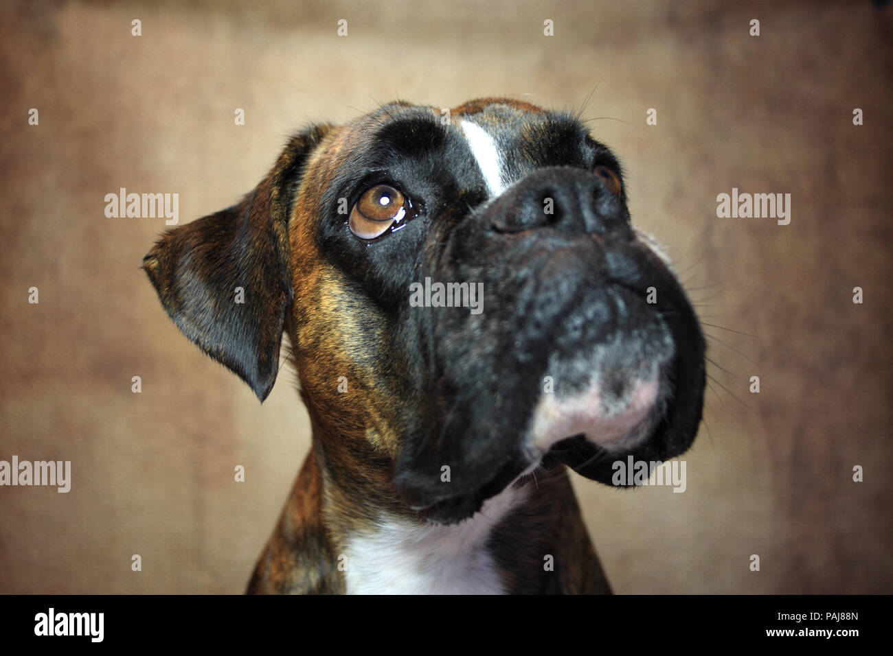 German dog breed hi-res stock photography and images - Alamy
