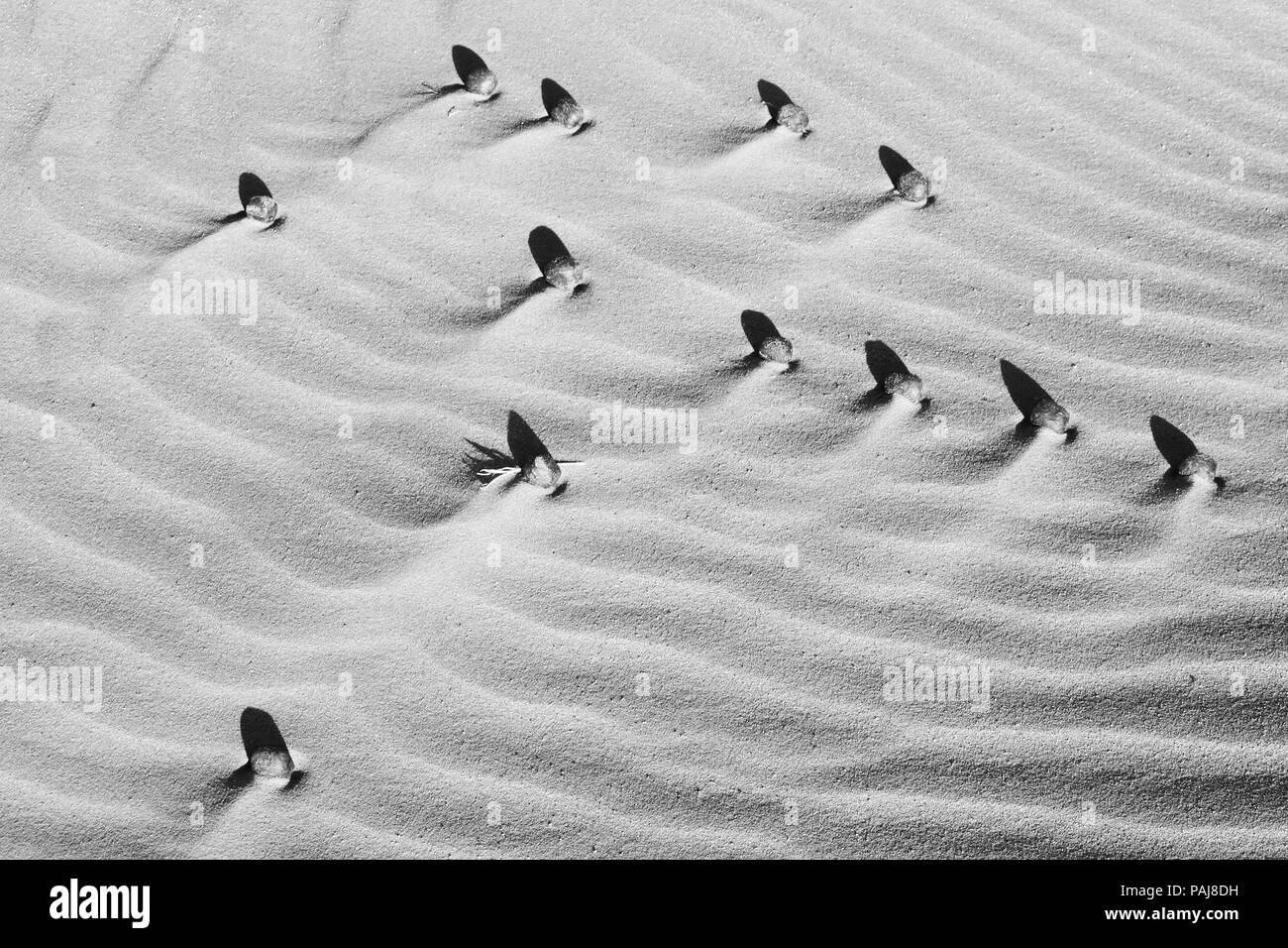 Organic pattern of sand and stones with deep shadow. Monochromatic ...