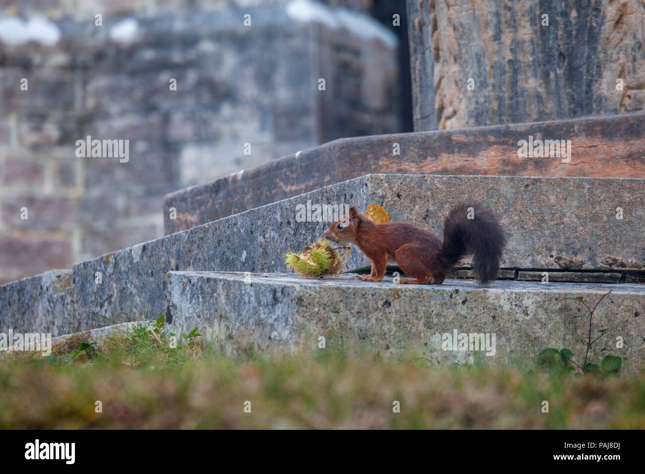 Red squirrels with a horse hi-res stock photography and images - Alamy
