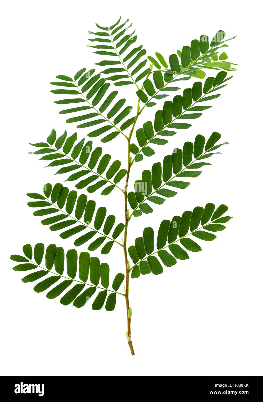 Tamarind leaf isolated on white Stock Photo - Alamy