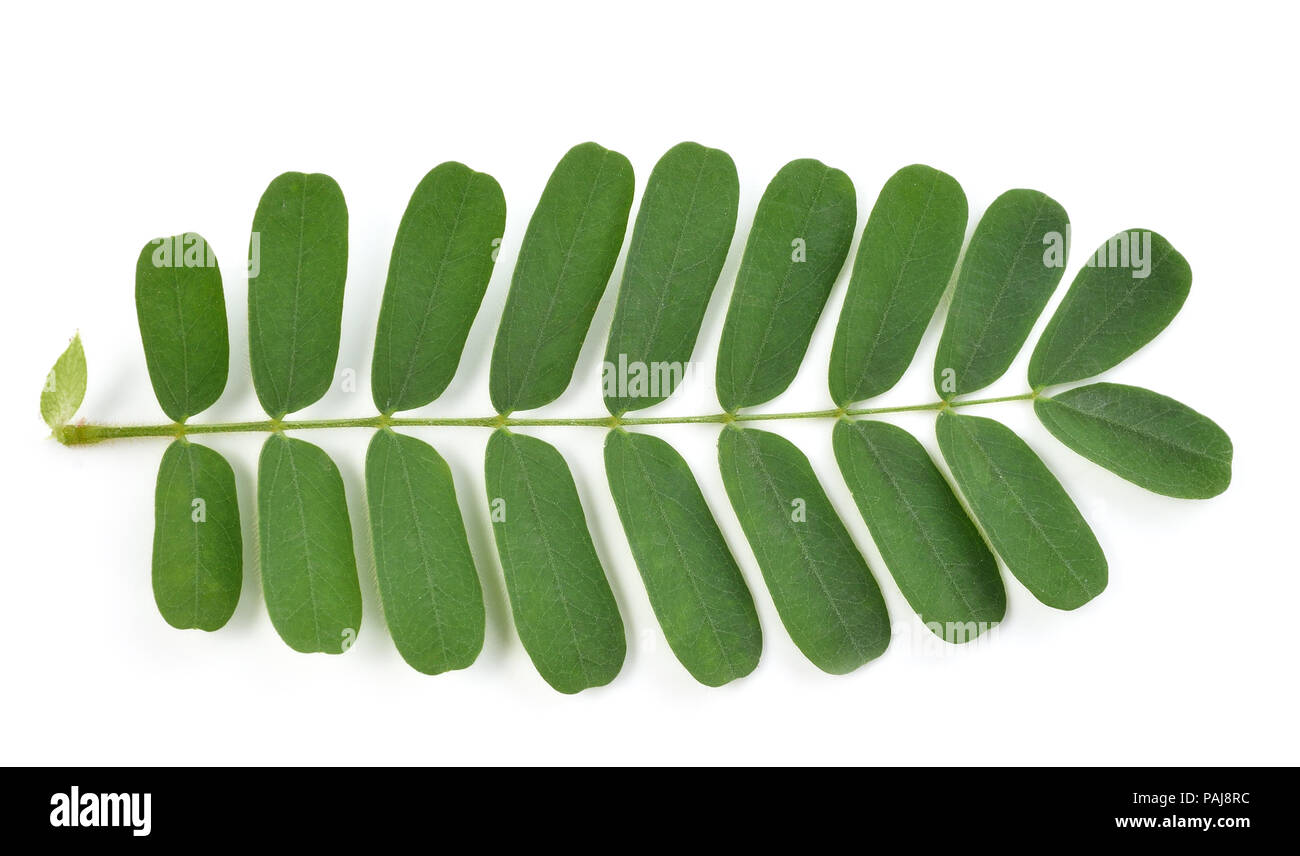 Violet Tamarind Leaf Paper