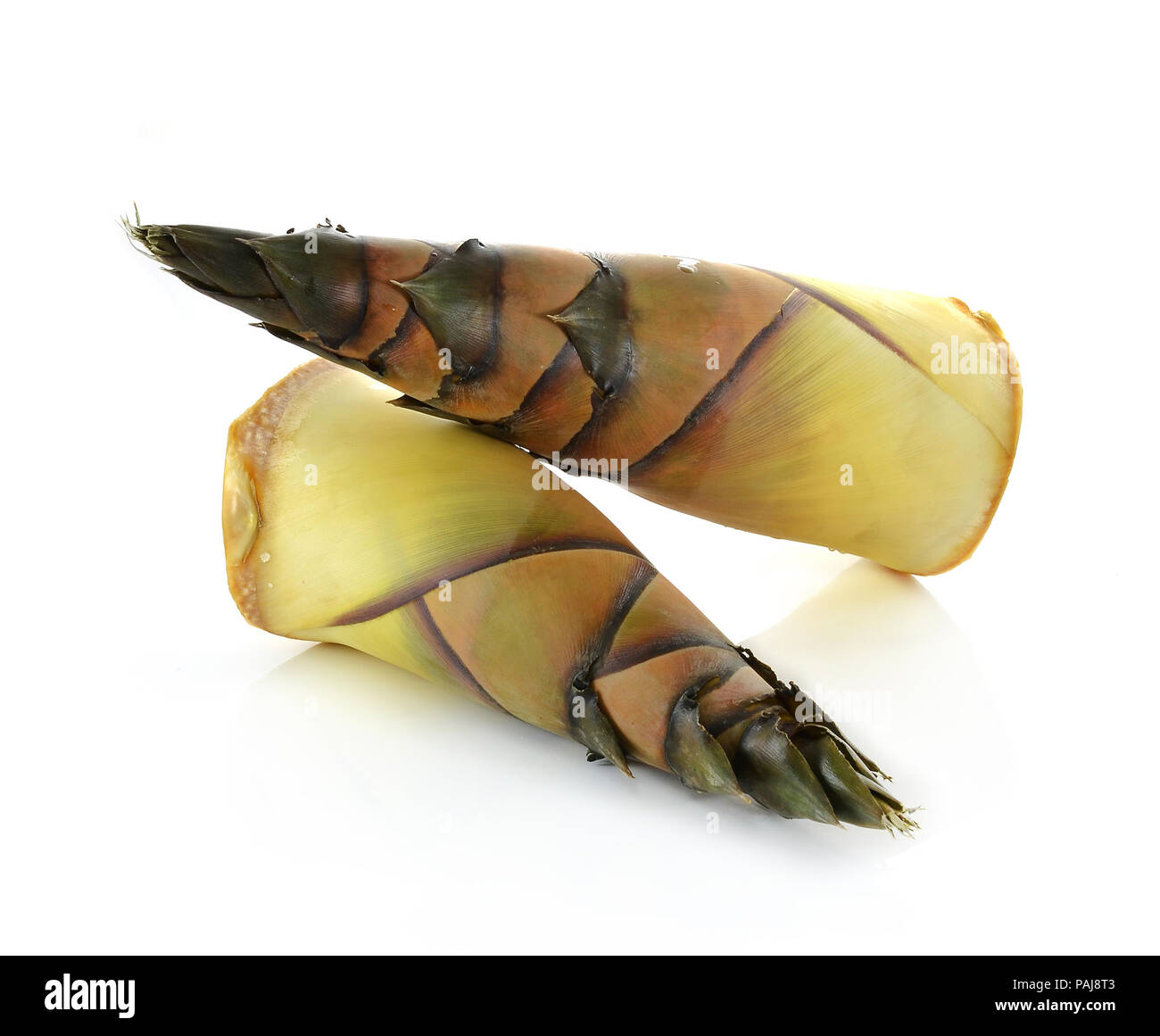 bamboo shoot isolated on white background Stock Photo - Alamy