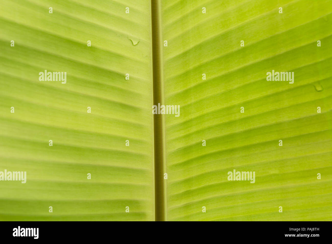 Green leaf macro. Green fresh plants close up for background Stock ... Green leaf macro. Green fresh plants close up for background Stock ...