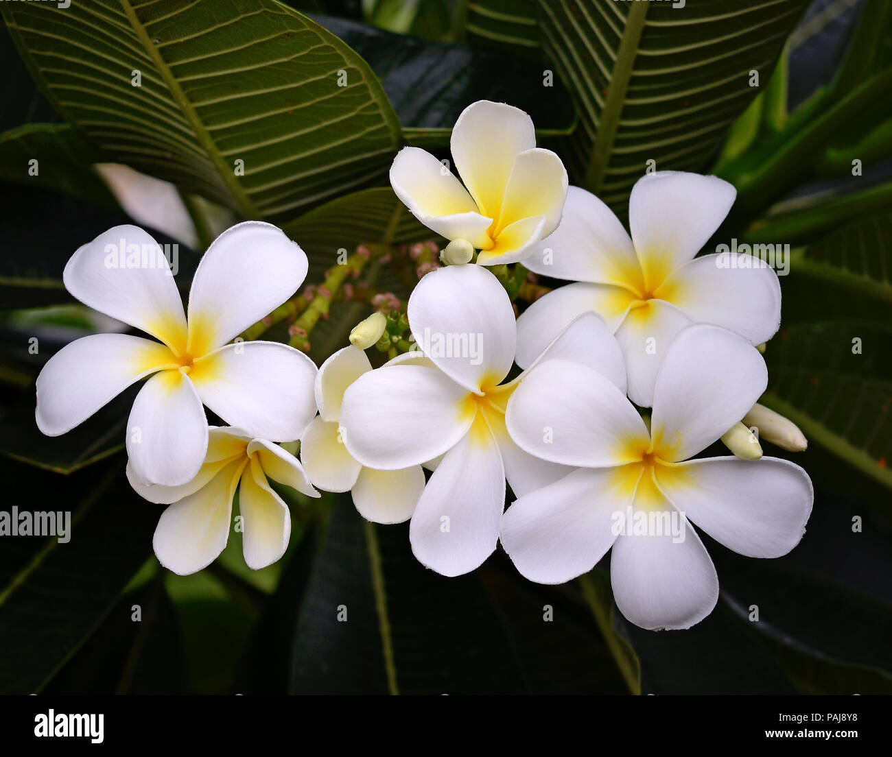 Frangipane tree hi-res stock photography and images - Alamy