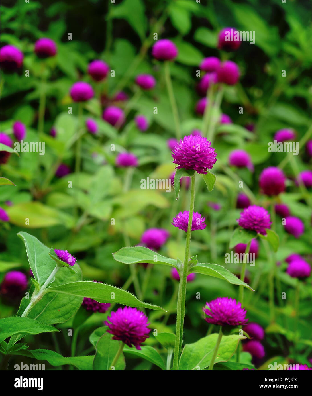 Amaranth flower hi-res stock photography and images - Alamy