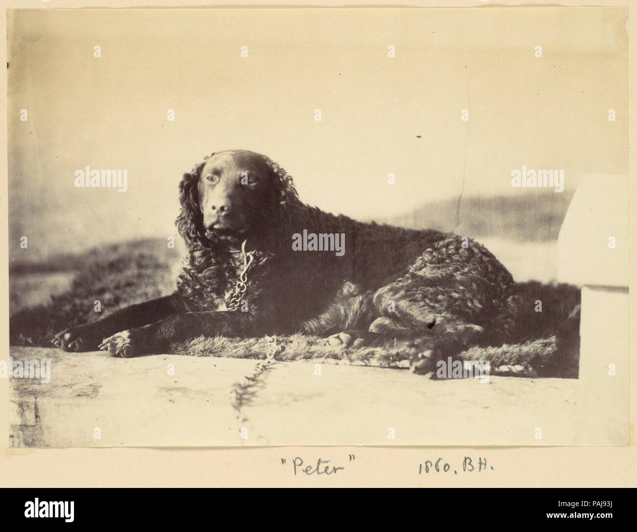 "Peter". Artist: Alfred Capel Cure (British, 1826-1896). Dimensions: 10 ...