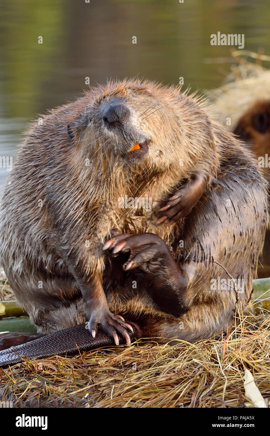 Adult scratching tail hi-res stock photography and images - Alamy