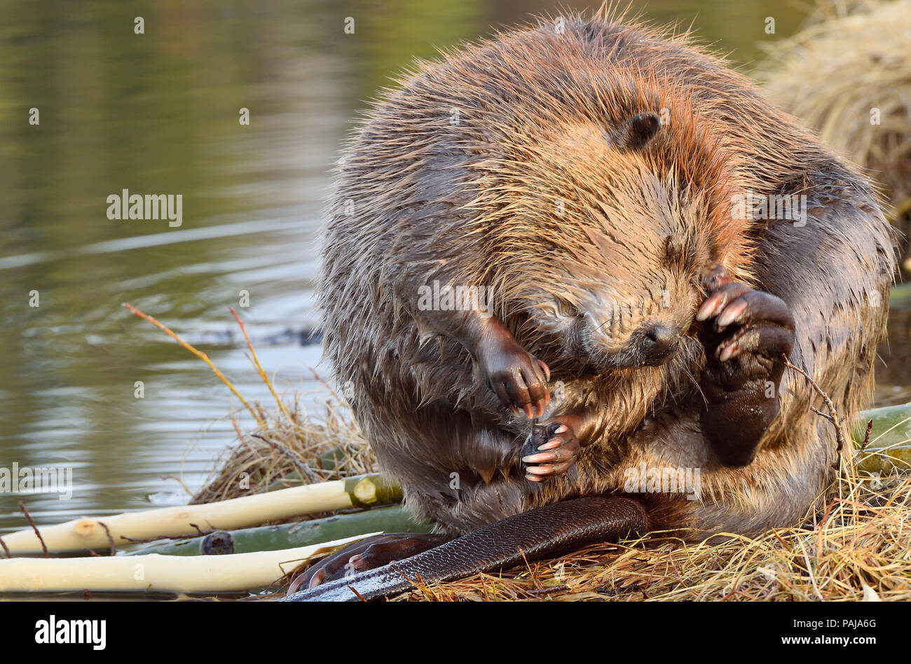 Beaver foot hi-res stock photography and images - Alamy