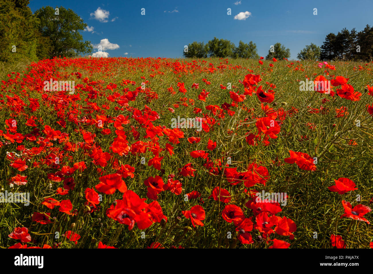 Mohnfelder auf der Insel Mon Stock Photo - Alamy