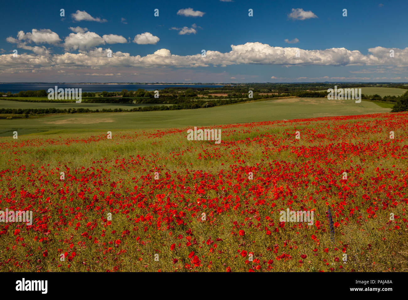 Mohnfelder auf der Insel Mon Stock Photo - Alamy