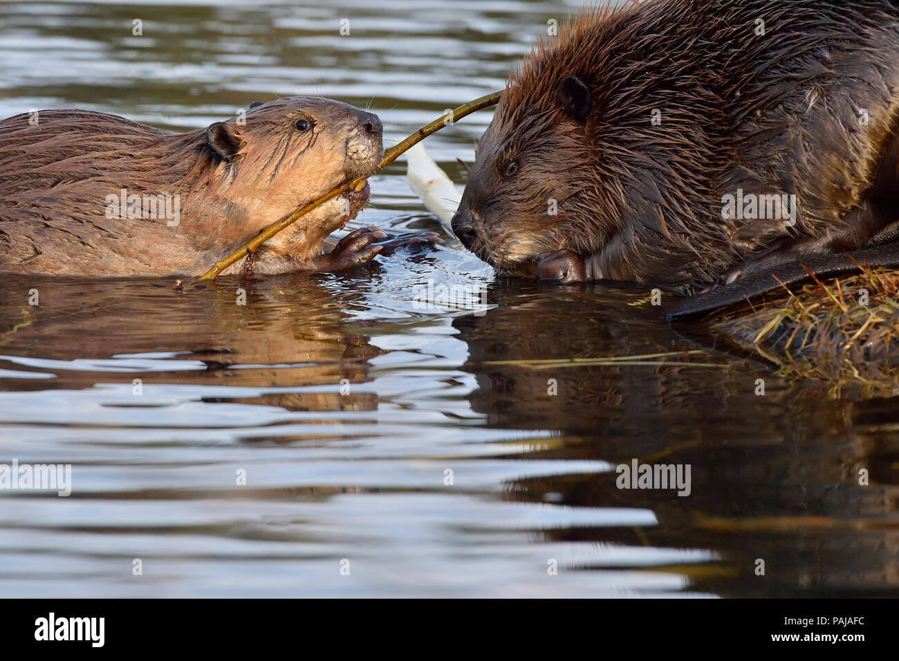 A young beaver (Castor Canadensis); showing its mother a tasty branch ...