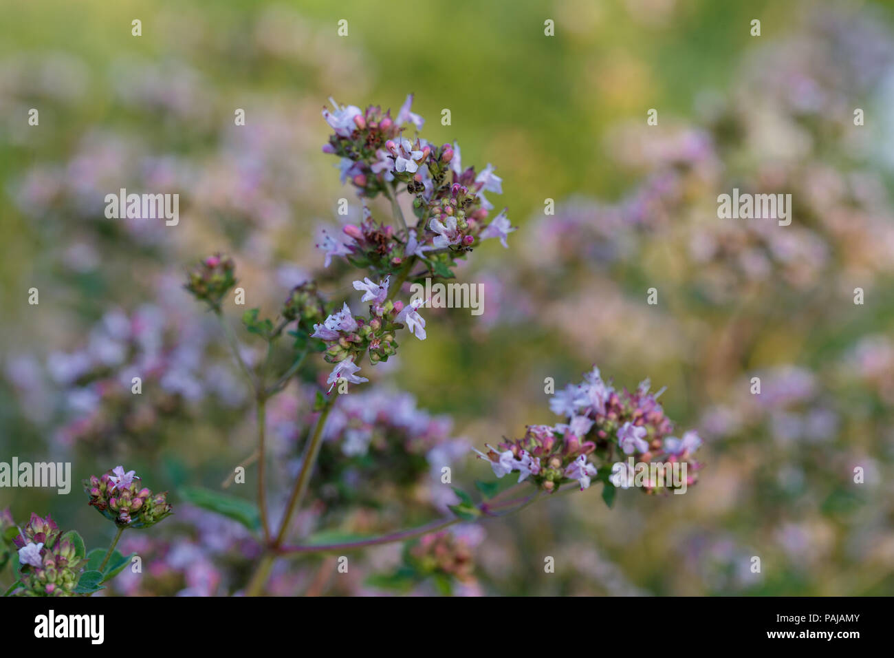 Purple flowers of origanum vulgare or common oregano, wild marjoram ...