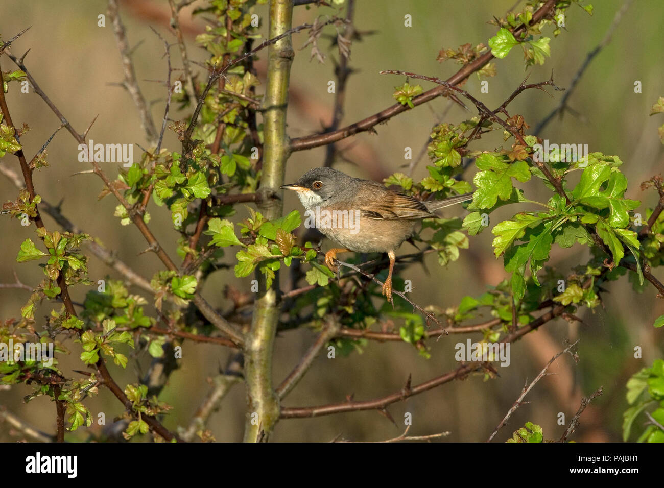 Spectacled warblers hi-res stock photography and images - Alamy