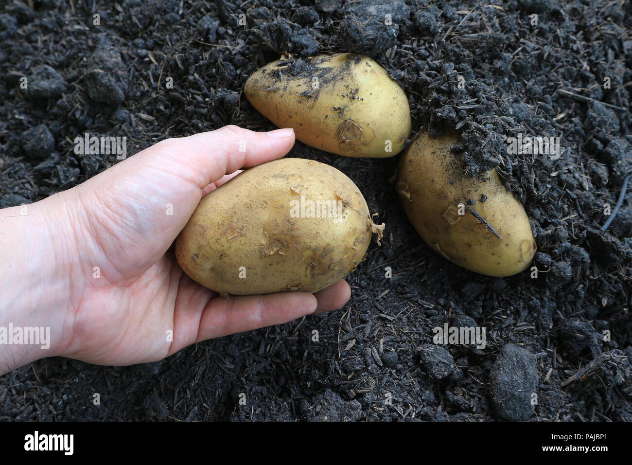 Carry potato hi-res stock photography and images - Alamy