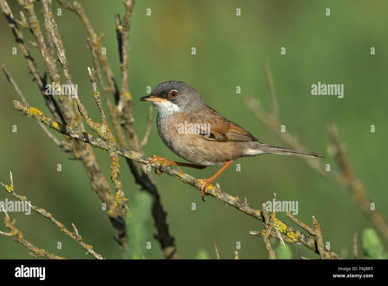 Sylvia conspicillata hi-res stock photography and images - Alamy