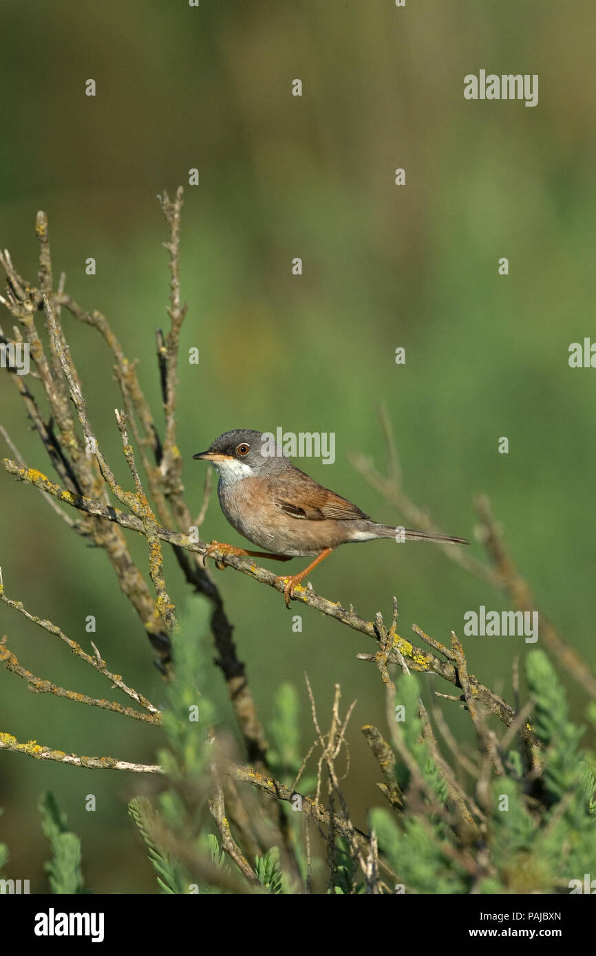 Spectacled warblers hi-res stock photography and images - Alamy